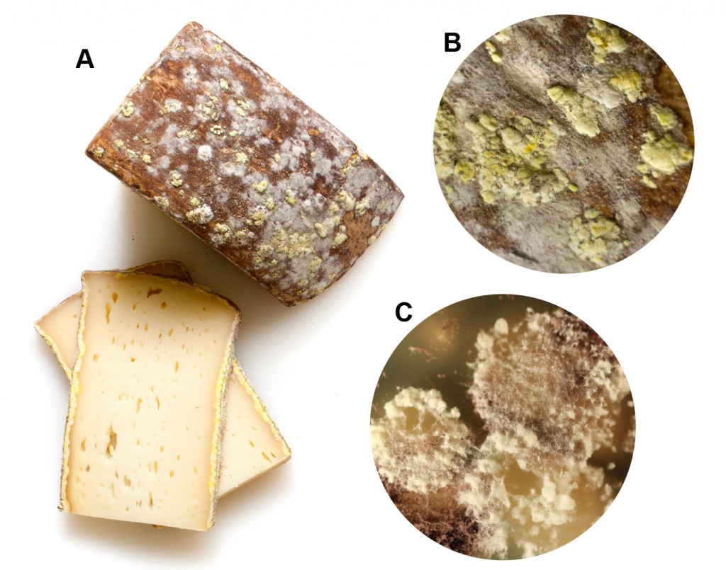 Microbe guide: Chrysosporium sulfureum - MicrobialFoods.org