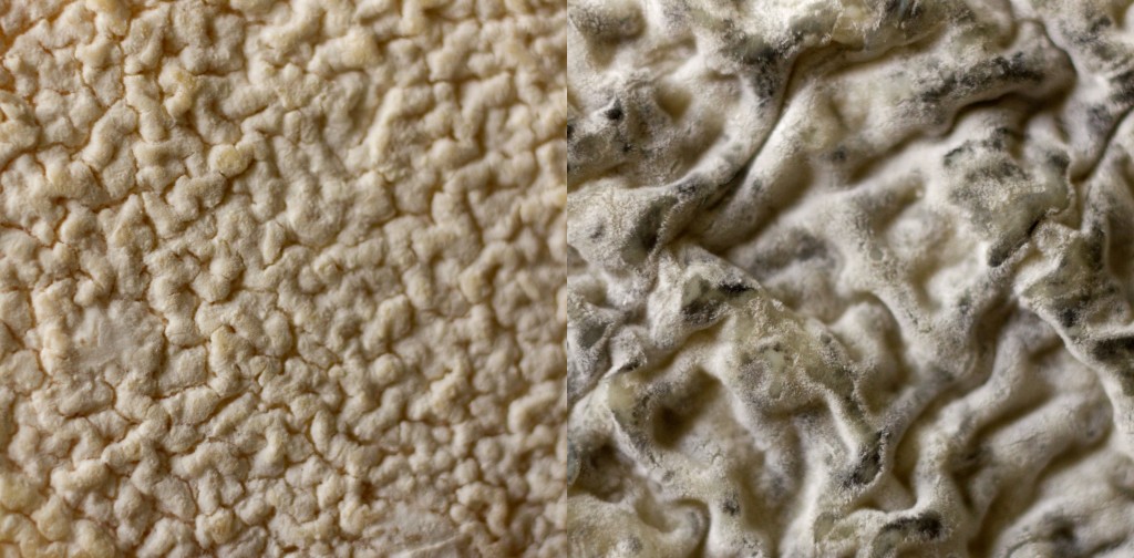 Geotrichum candidum: A yeast holding on to its moldy past ...