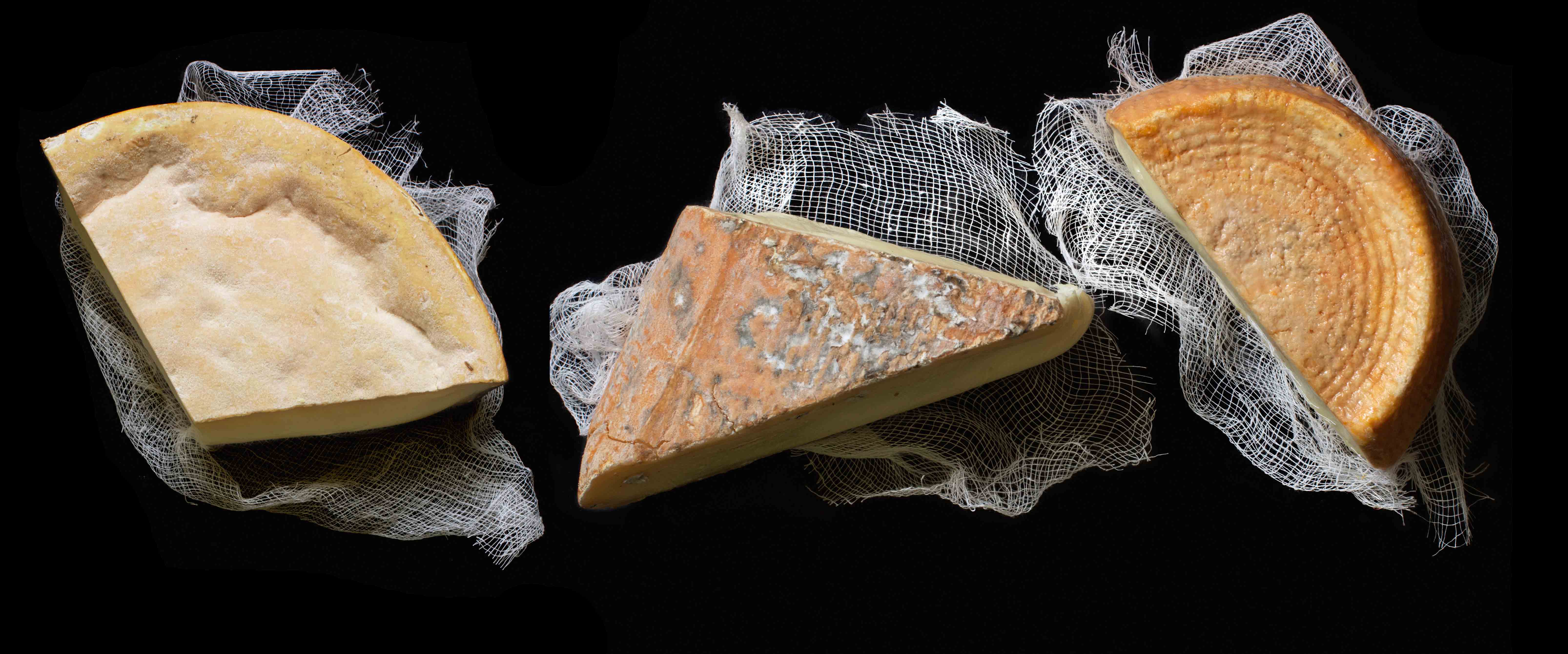 A Visual Guide to the Microbiology of Washed-rind Cheeses ...